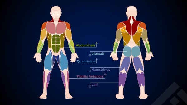 Which Muscle Groups Are Used in Running? | Muscles Used in Jogging