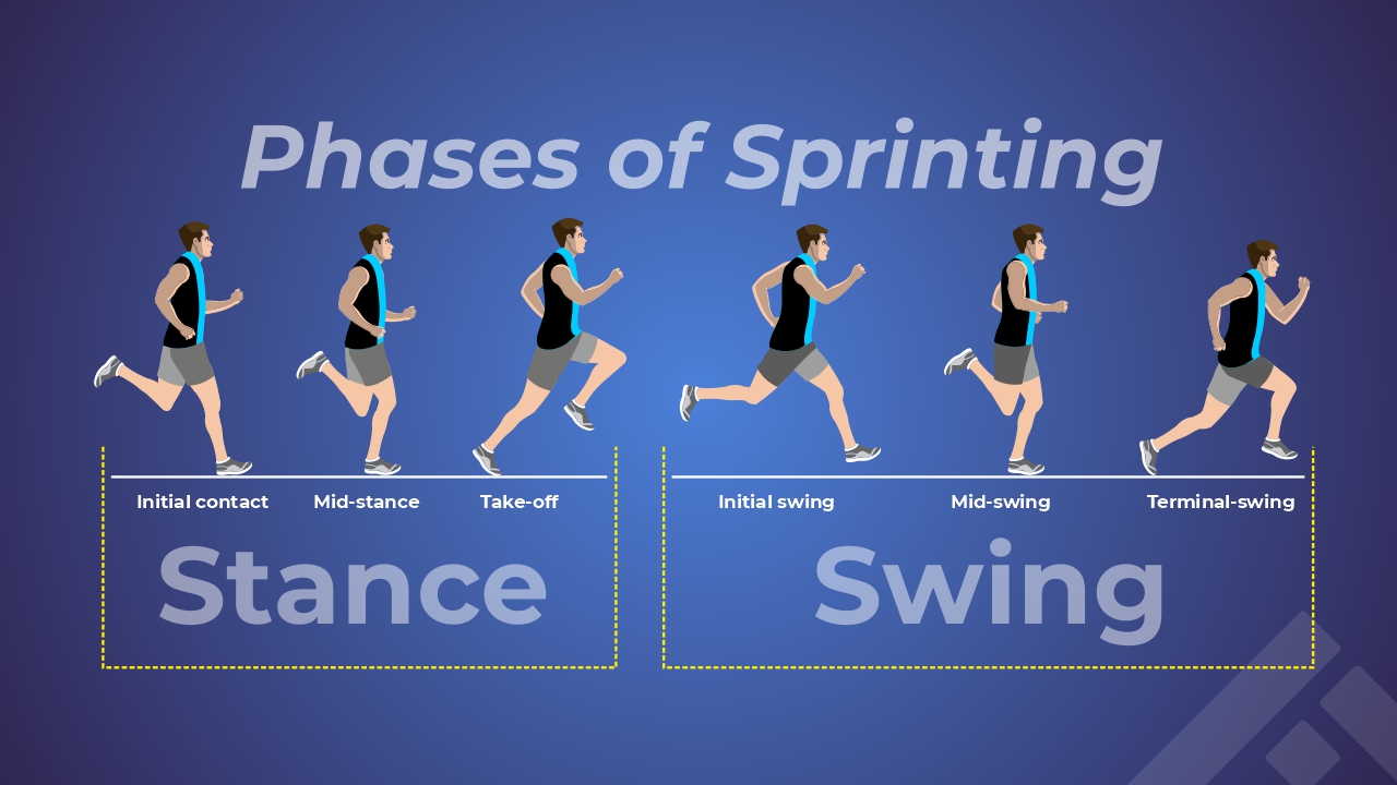 Which Muscle Groups Are Used in Running? | Muscles Used in Jogging