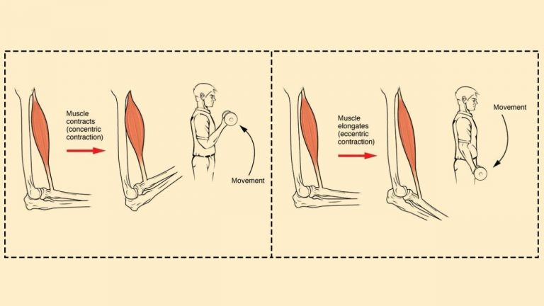 Muscle Contractions: Different Types and How They Affect Training